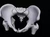 Realistic Human Pelvis Bone Anatomy 3D Model for Medical 3D model 3D ...