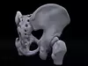 Realistic Human Pelvis Bone Anatomy 3D Model for Medical 3D model 3D ...