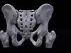 Realistic Human Pelvis Bone Anatomy 3D Model for Medical 3D model 3D ...