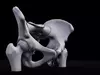 Realistic Human Pelvis Bone Anatomy 3D Model for Medical 3D model 3D ...