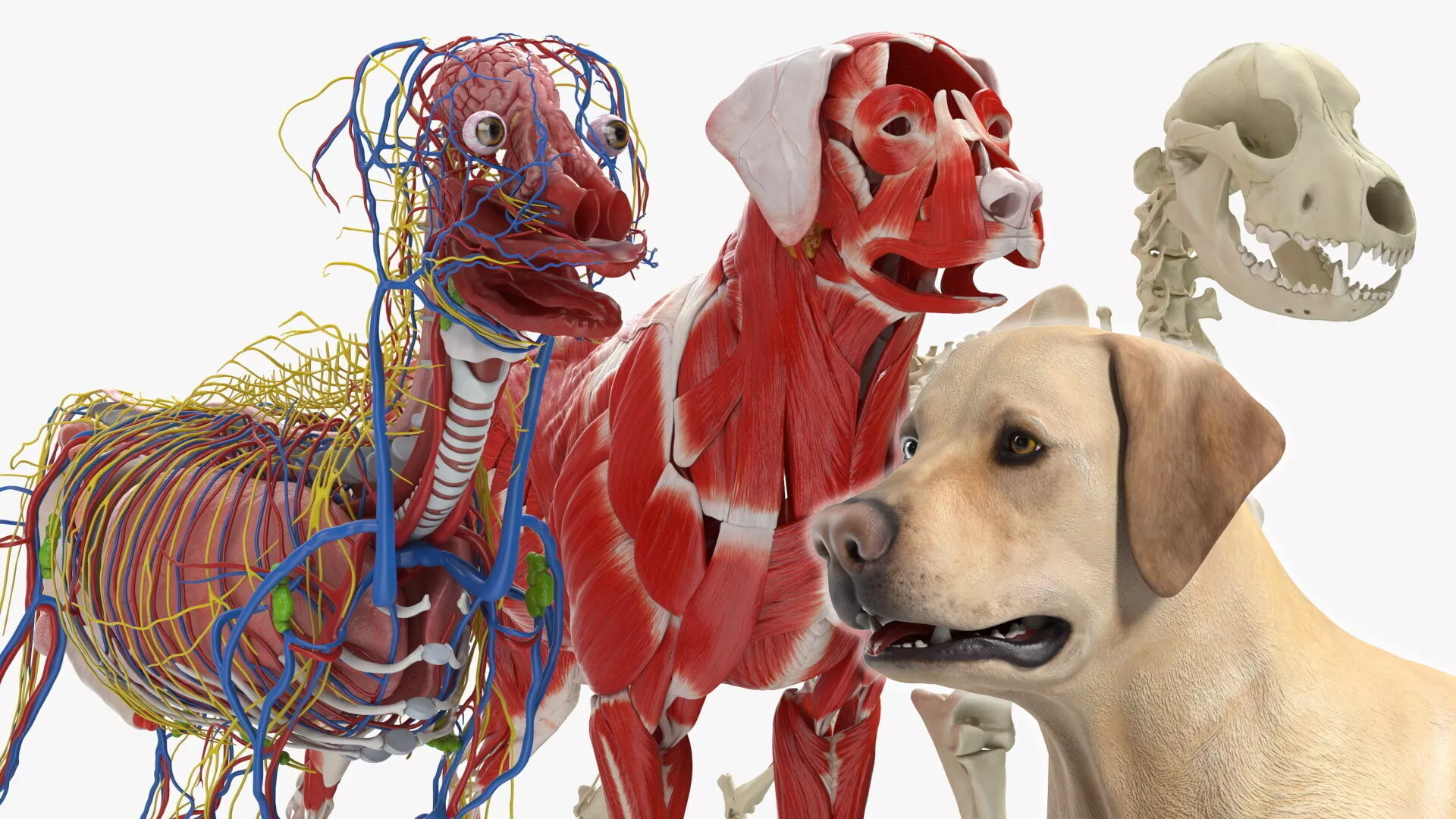 Labrador Dog Full Anatomy Structure and Skeleton 3D model | CGTrader