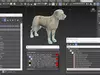 Labrador Dog Full Anatomy Structure and Skeleton 3D model | CGTrader
