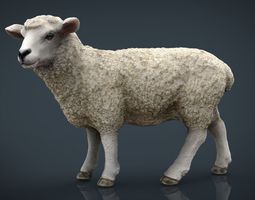 Sheep 3D Models | Download 3D Sheep files | CGTrader.com