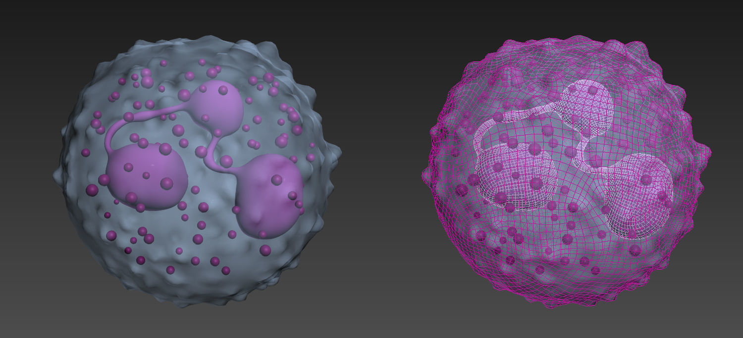 White Blood Cells 3D model | CGTrader