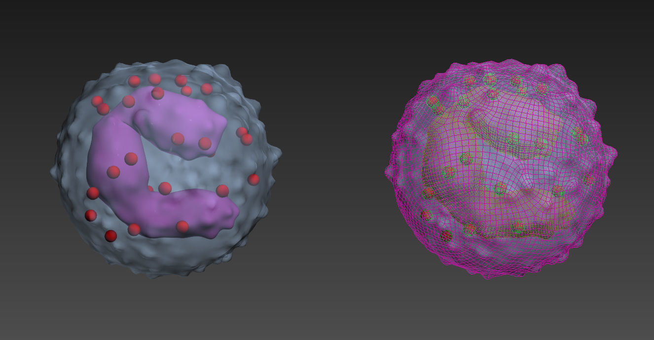White Blood Cells 3D model | CGTrader