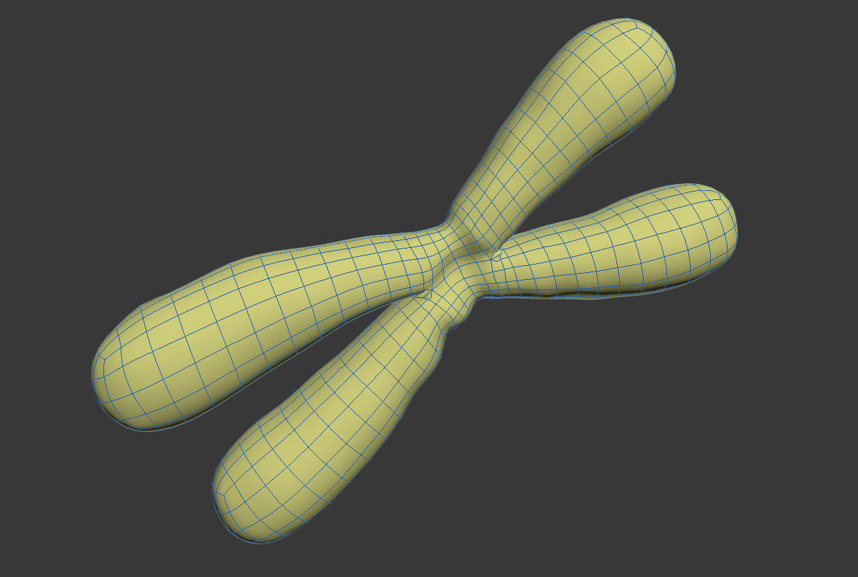 Detailed Chromosome 3D model | CGTrader