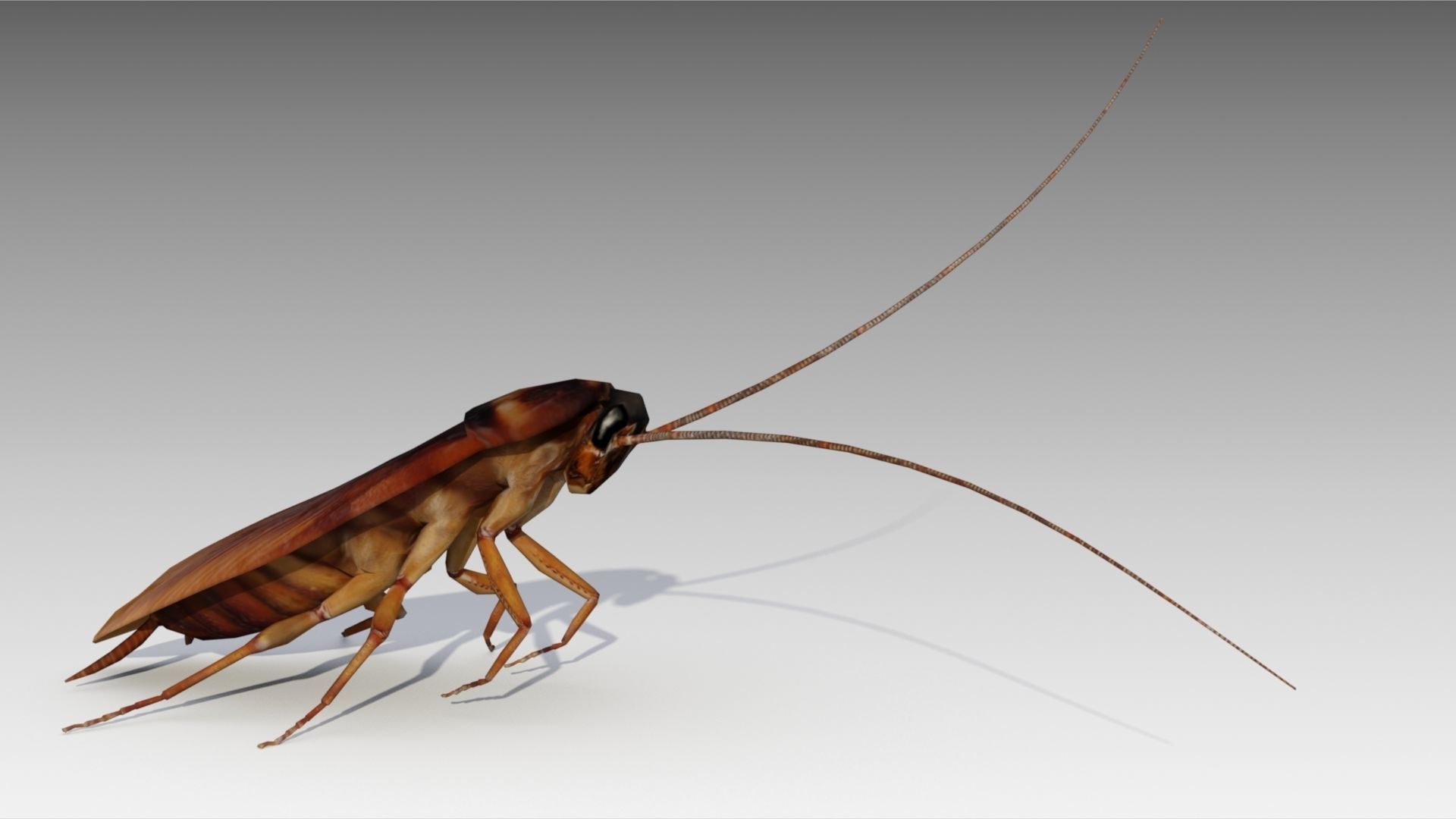 3D model Cockroach VR / AR / low-poly rigged animated | CGTrader