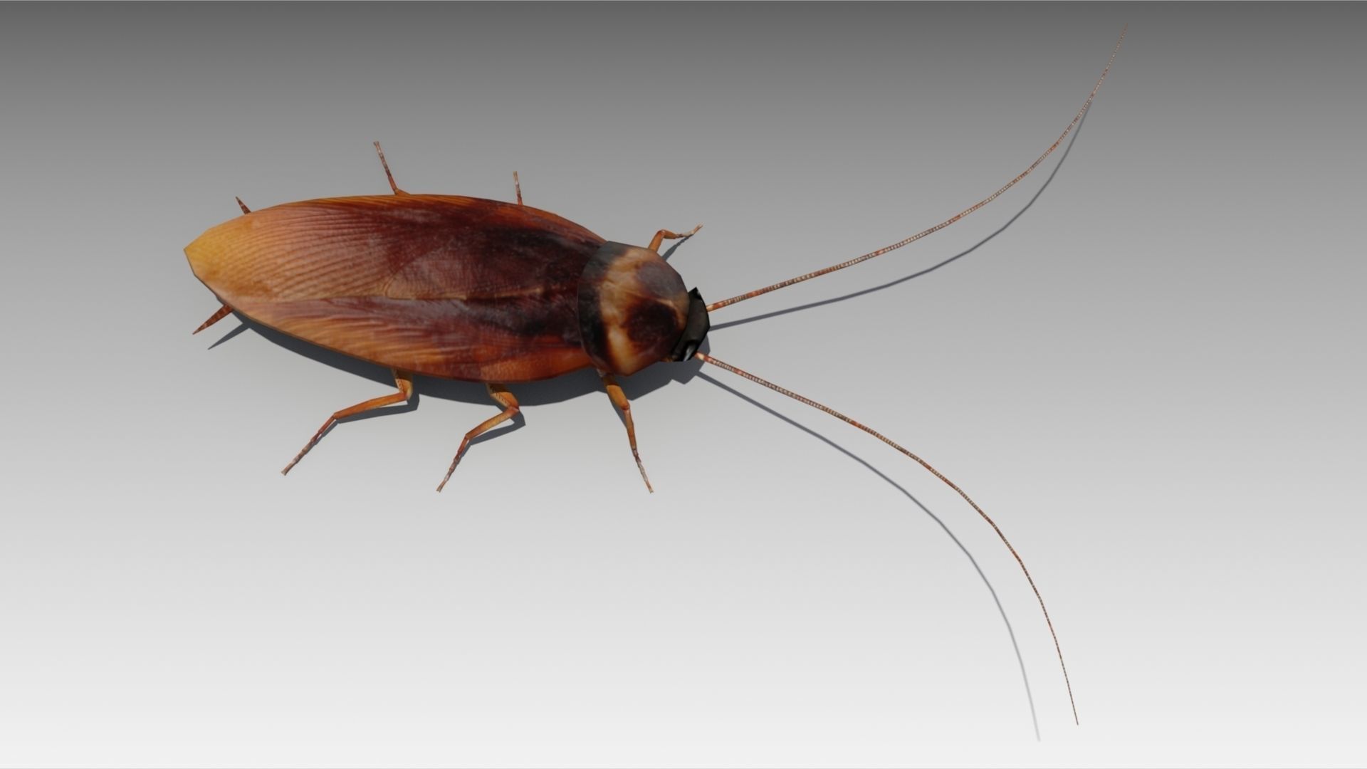 3D model Cockroach VR / AR / low-poly rigged animated | CGTrader