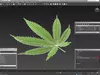 Cannabis Leaf Model 3D model | CGTrader