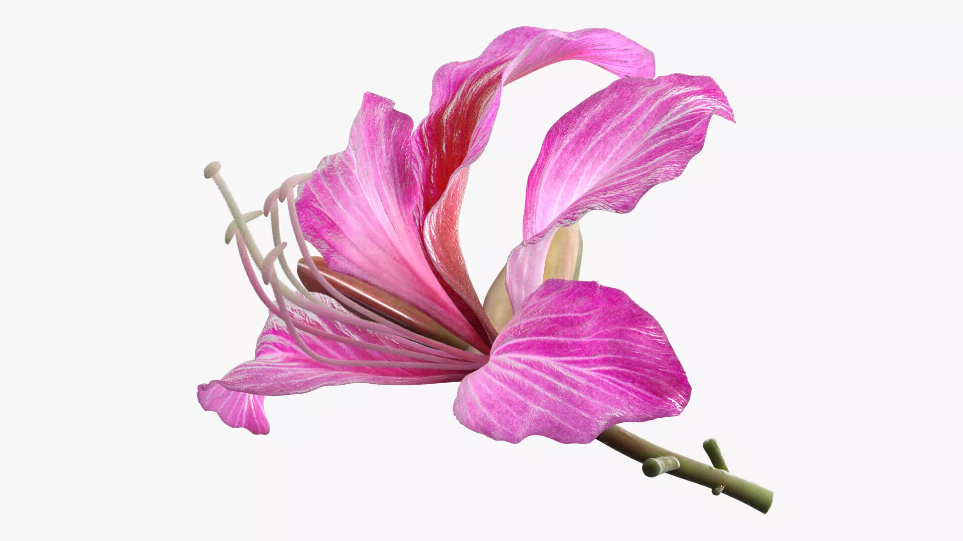 Bauhinia Orchid Tree Flower Pink Fur 3D model | CGTrader