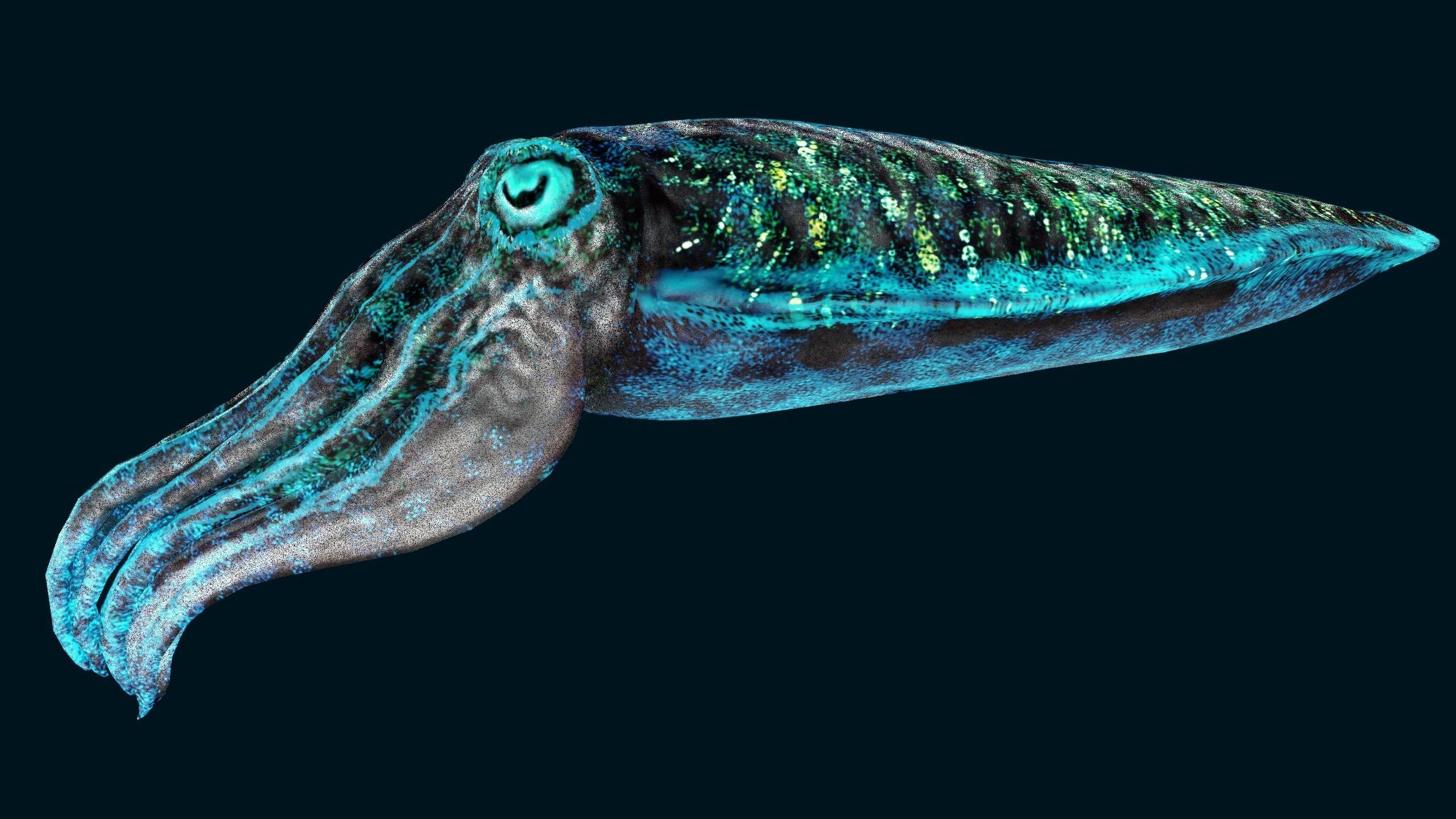 3D model Cuttlefish squid with glowing tentacles VR / AR / low-poly ...