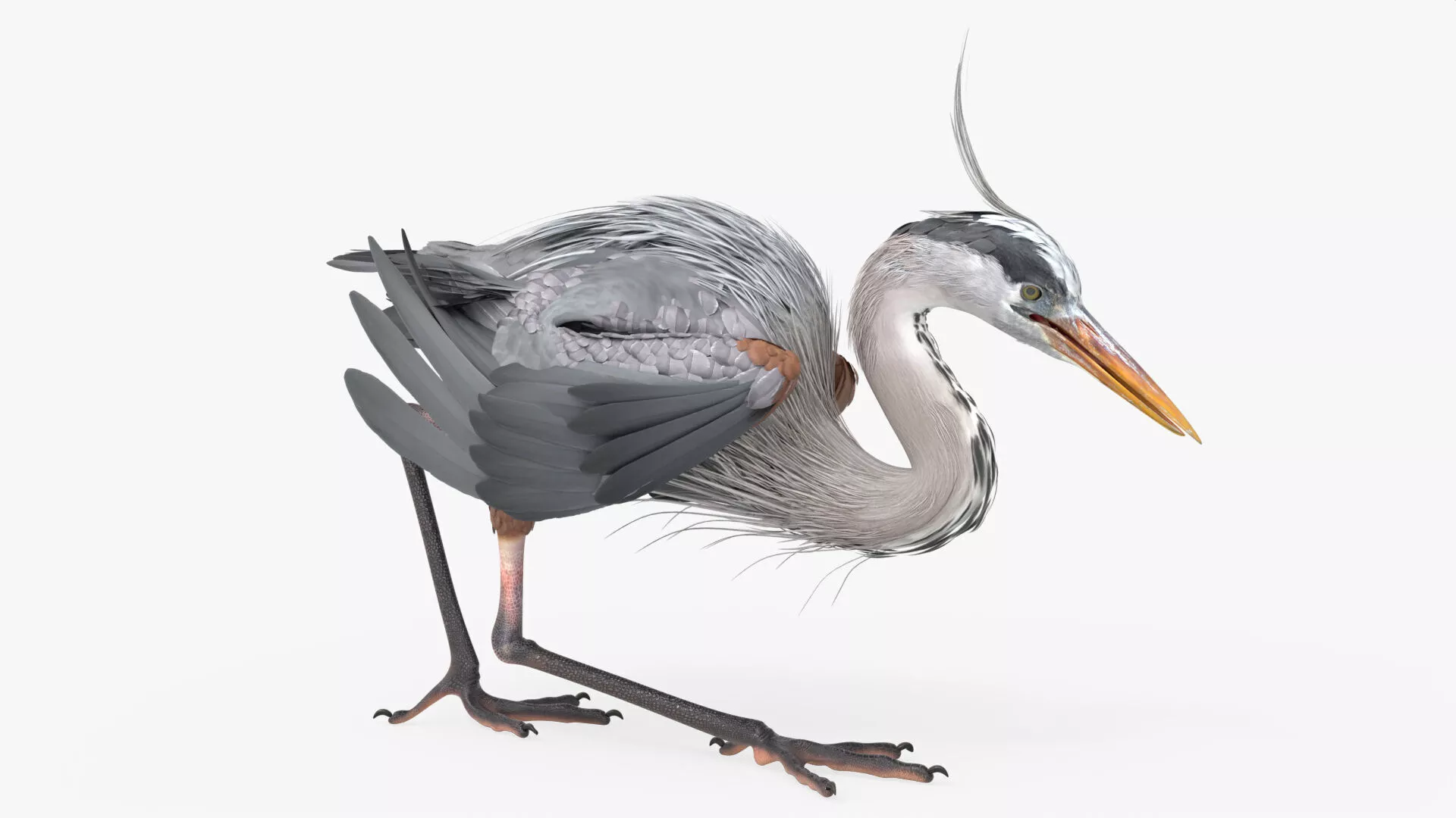 Realistic Great Blue Heron Animated Rigged For Blender 3D model ...