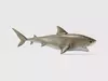 Tiger Shark Swimming free 3D model | CGTrader