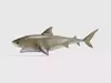 Tiger Shark Swimming free 3D model | CGTrader