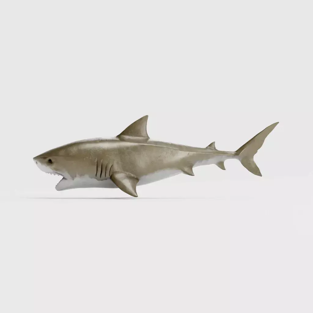 Tiger Shark Swimming free 3D model | CGTrader