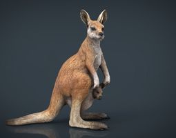 Kangaroo 3D Models | CGTrader