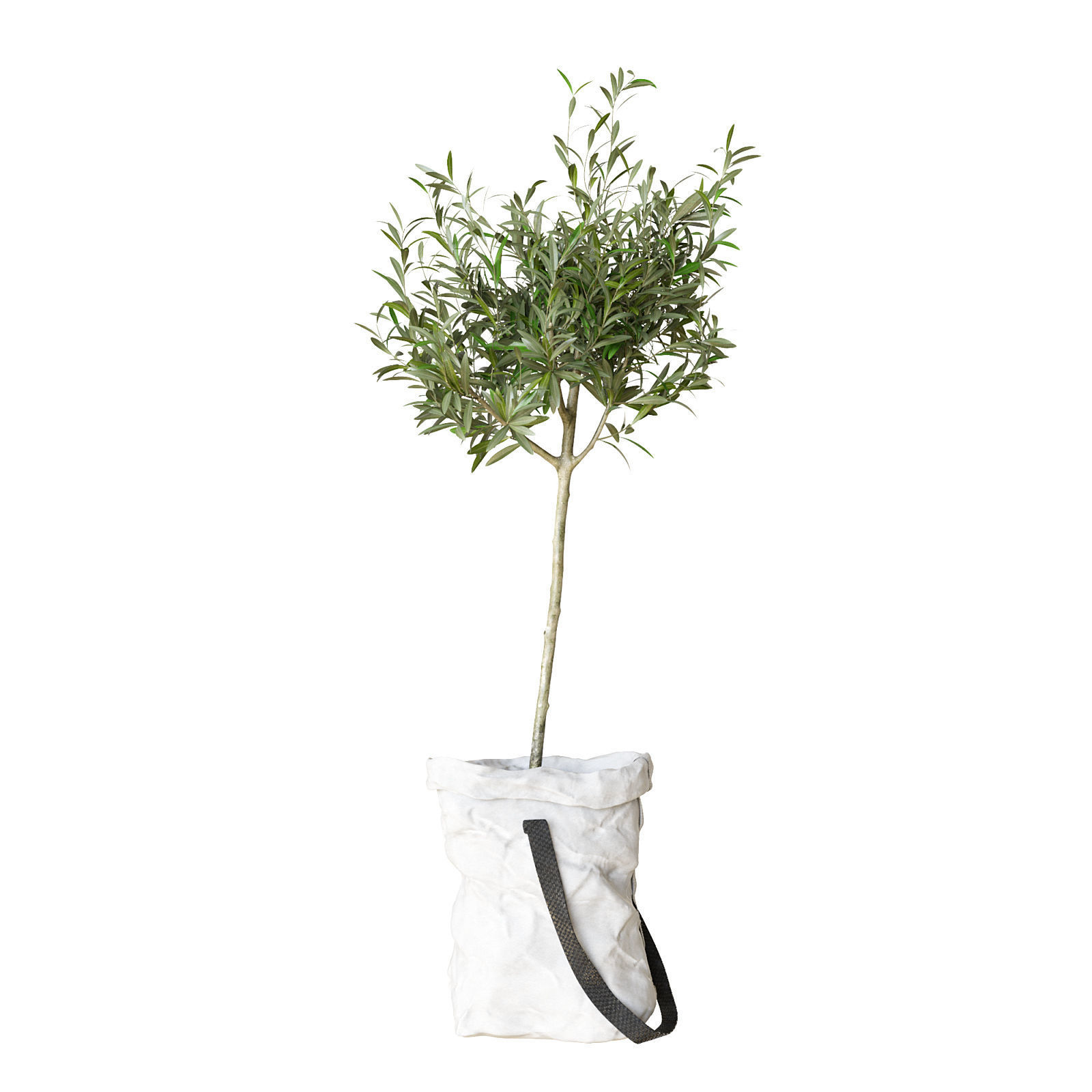 Olive tree in bag 3D model | CGTrader