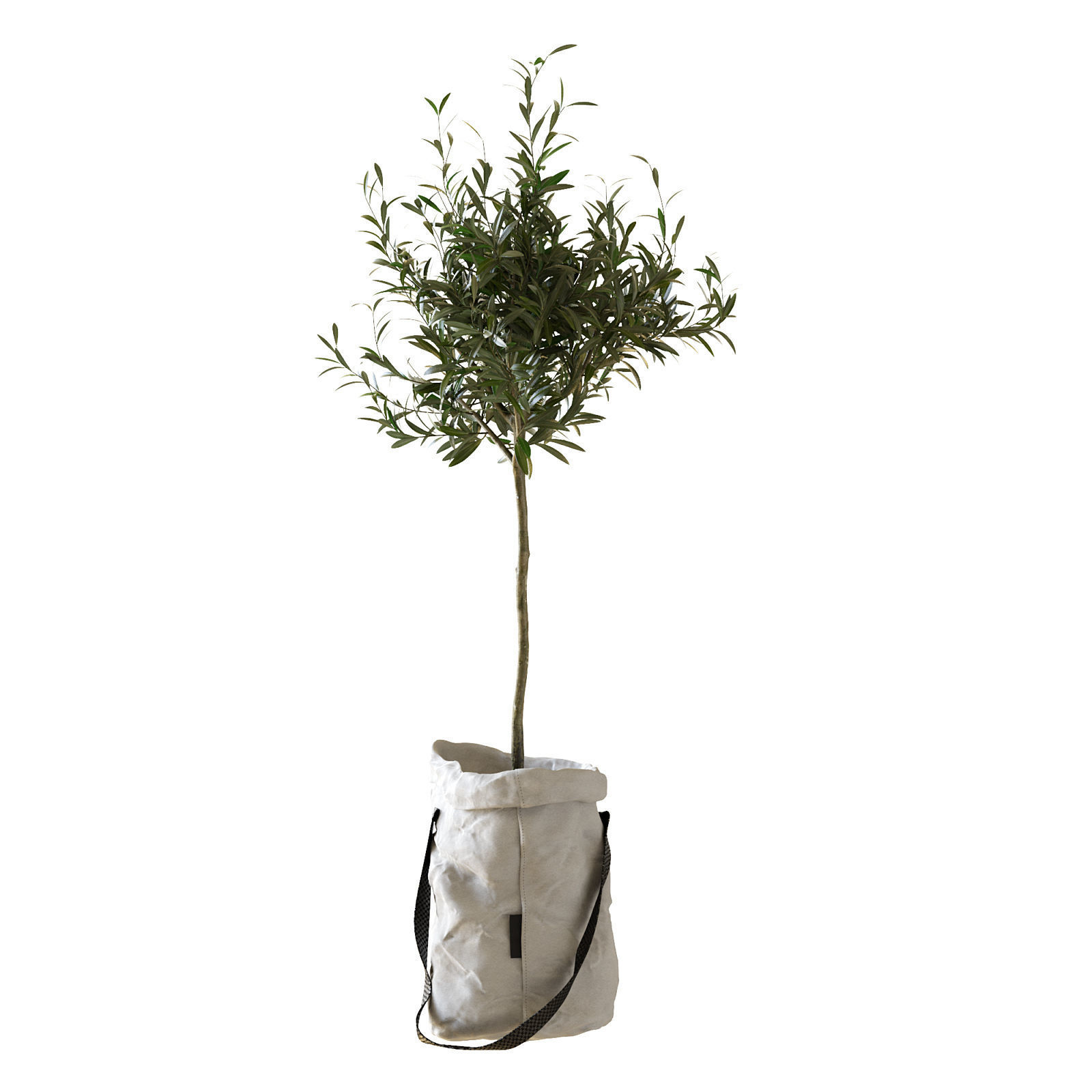 Olive tree in bag 3D model | CGTrader