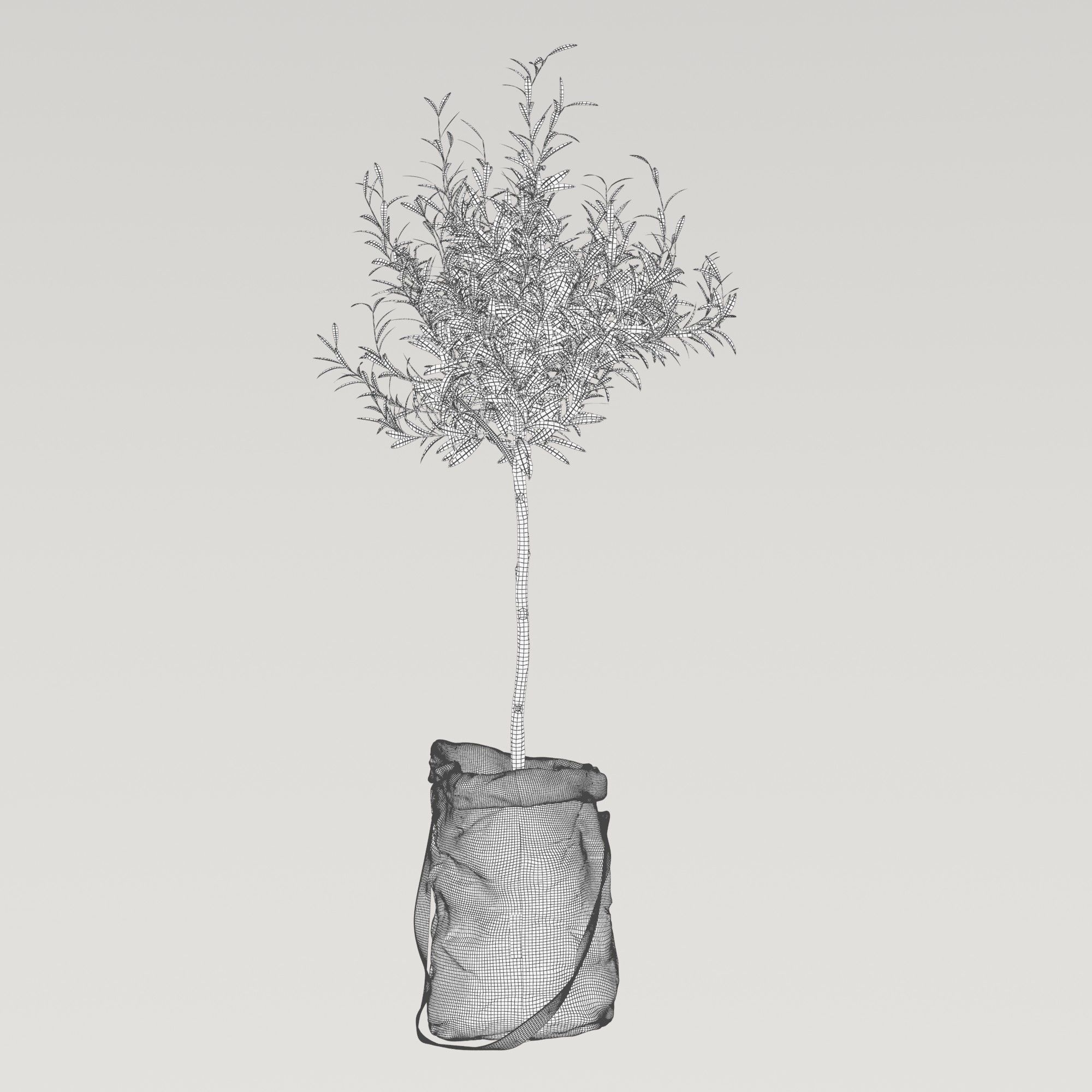 Olive tree in bag 3D model | CGTrader