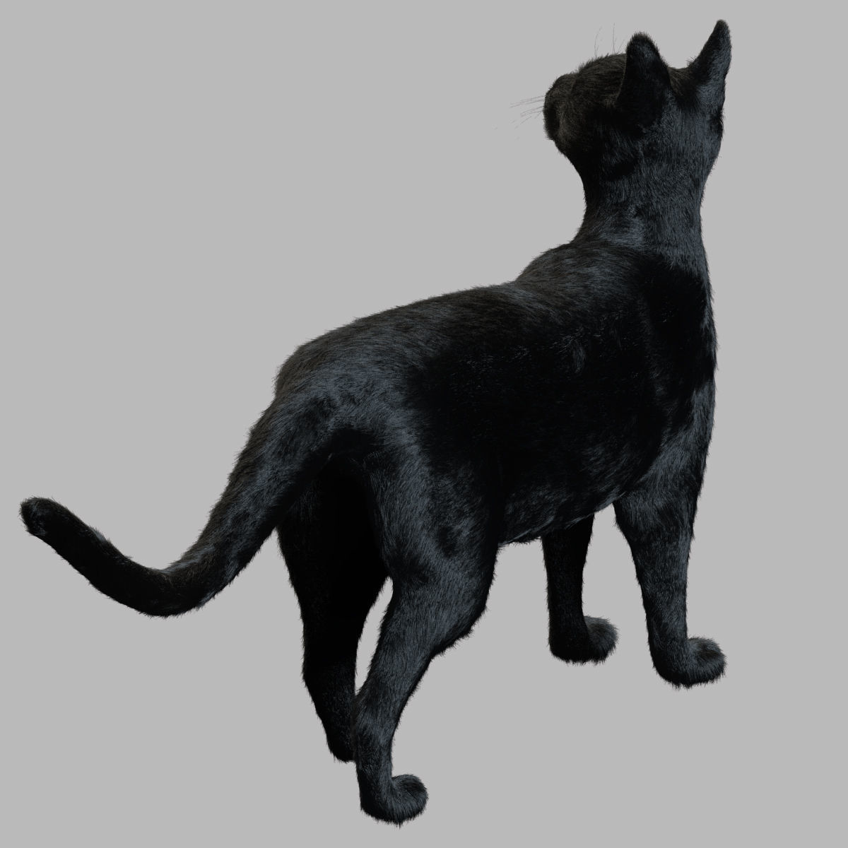 Black cat 3D model | CGTrader