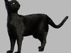 Black cat 3D model | CGTrader