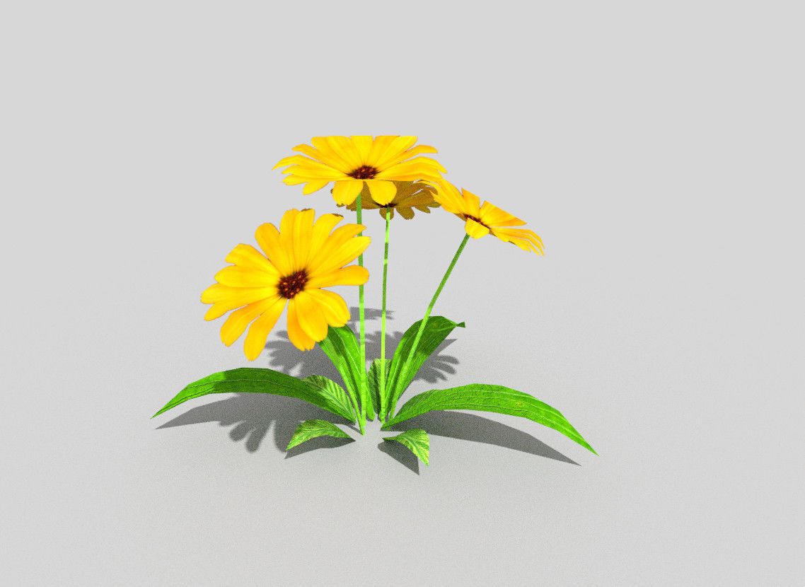 3D model low poly flower daisies VR / AR / low-poly | CGTrader