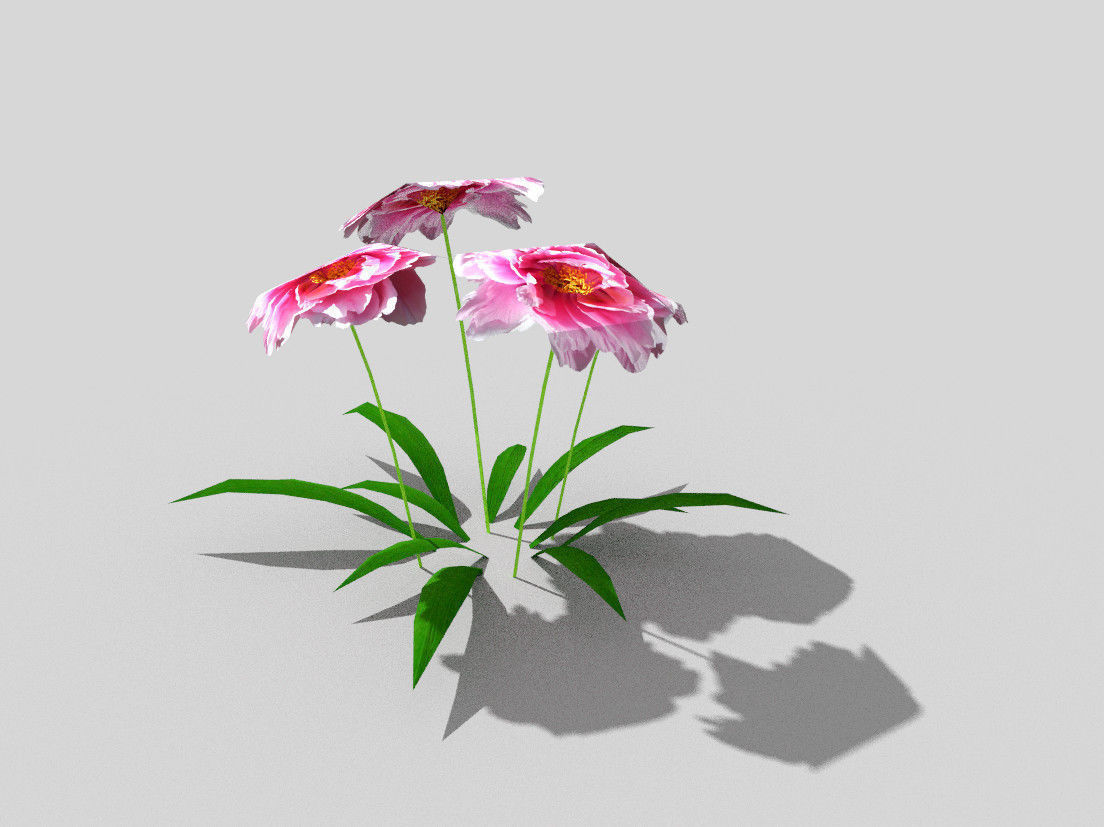 3D model low poly flower peony VR / AR / low-poly | CGTrader