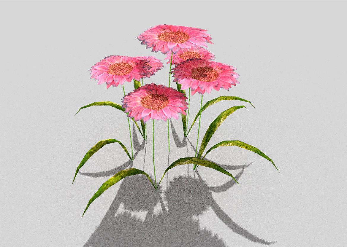 3D model low poly flower gerbera daisies VR / AR / low-poly | CGTrader