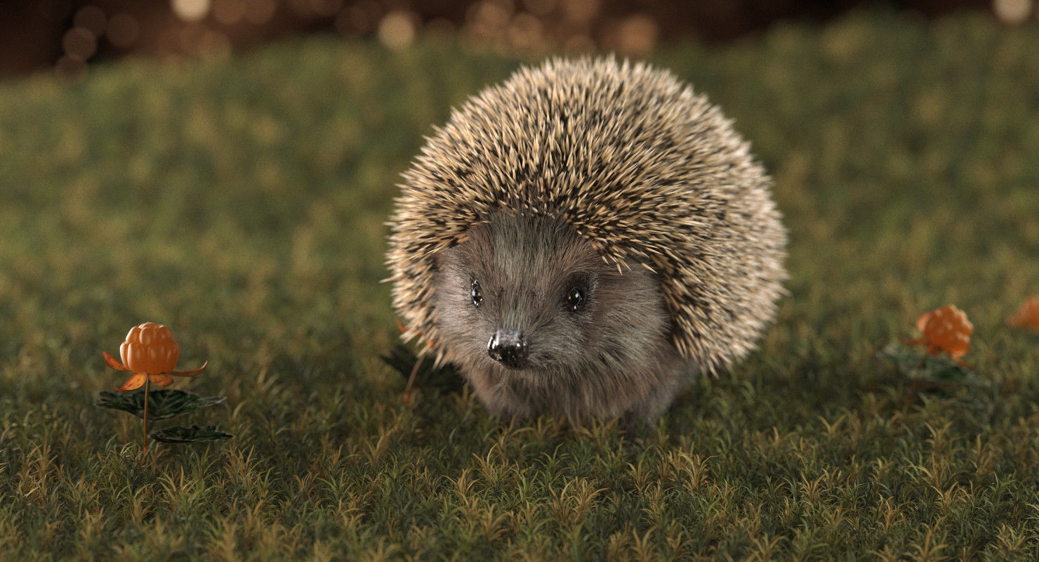 Hedgehog 3D model | CGTrader