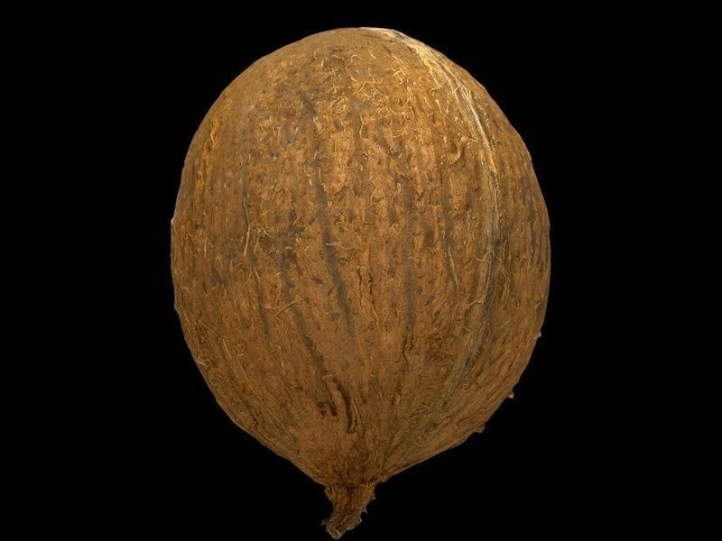 Coconut - low poly nut of 3D model | CGTrader