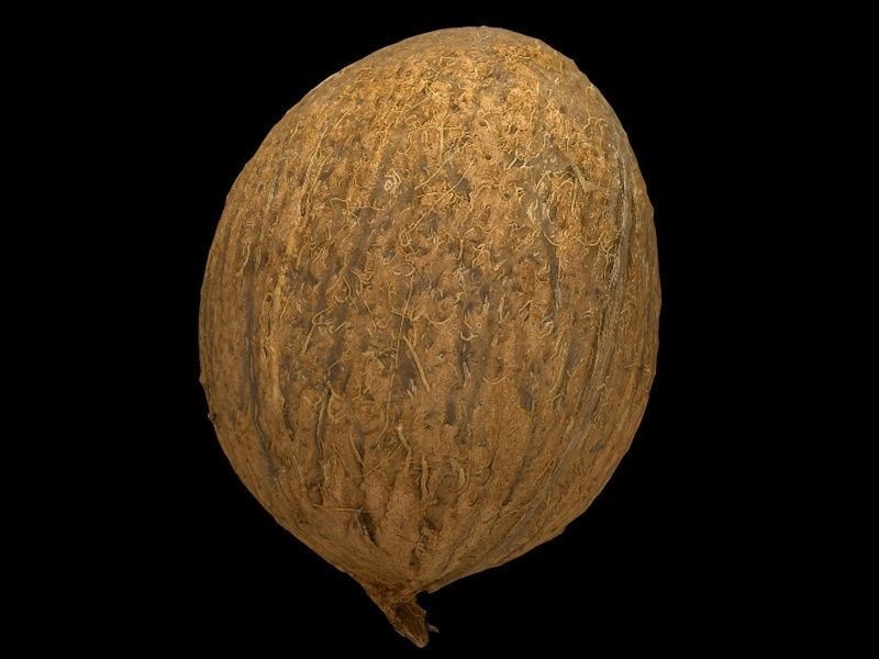 Coconut - low poly nut of 3D model | CGTrader