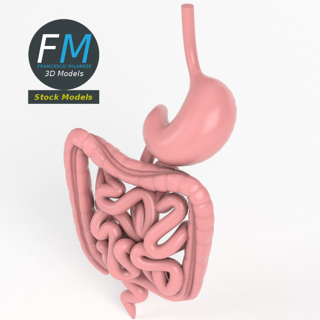 Anatomy - Digestive gastrointestinal tract 2 3D model | CGTrader