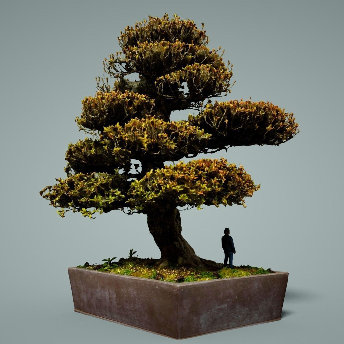 3D model Bonsai Tree VR / AR / low-poly | CGTrader