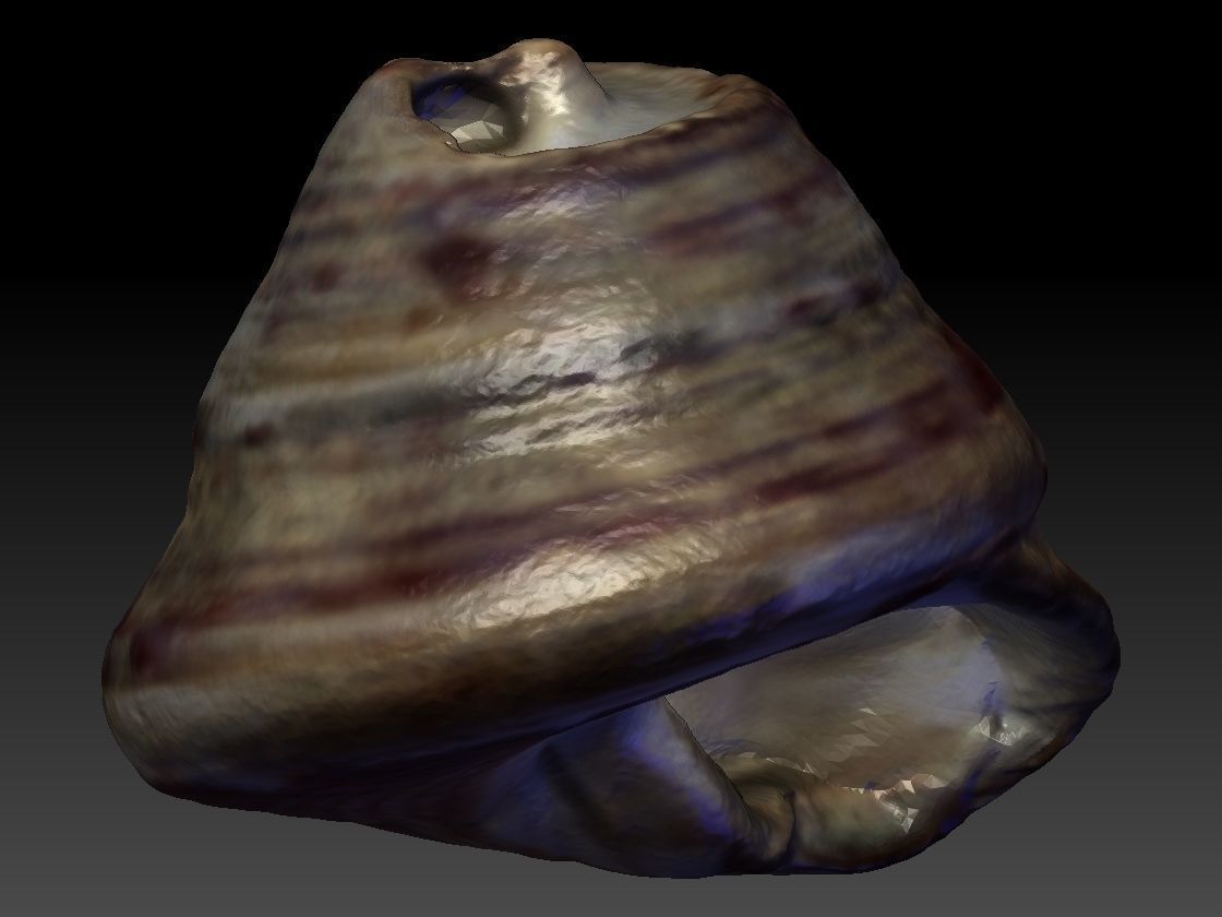 Sea Shell Scan 3D model | CGTrader