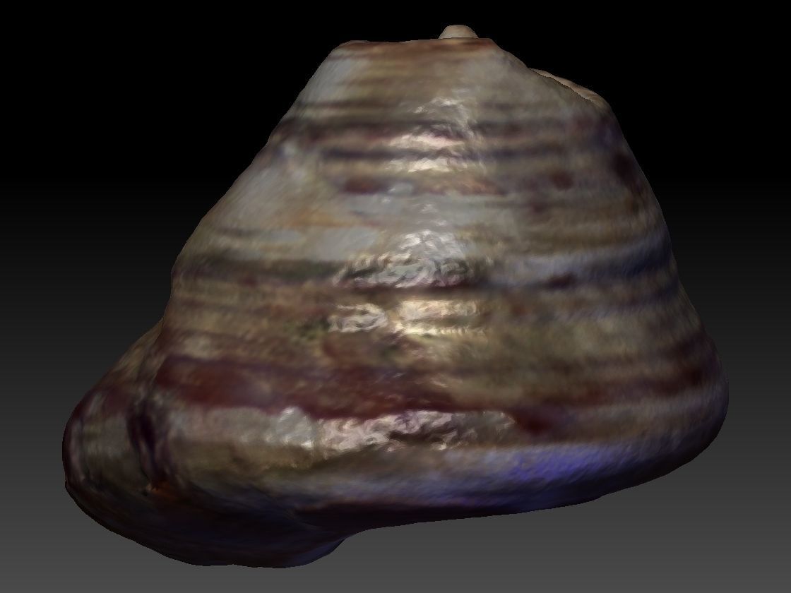 Sea Shell Scan 3D model | CGTrader