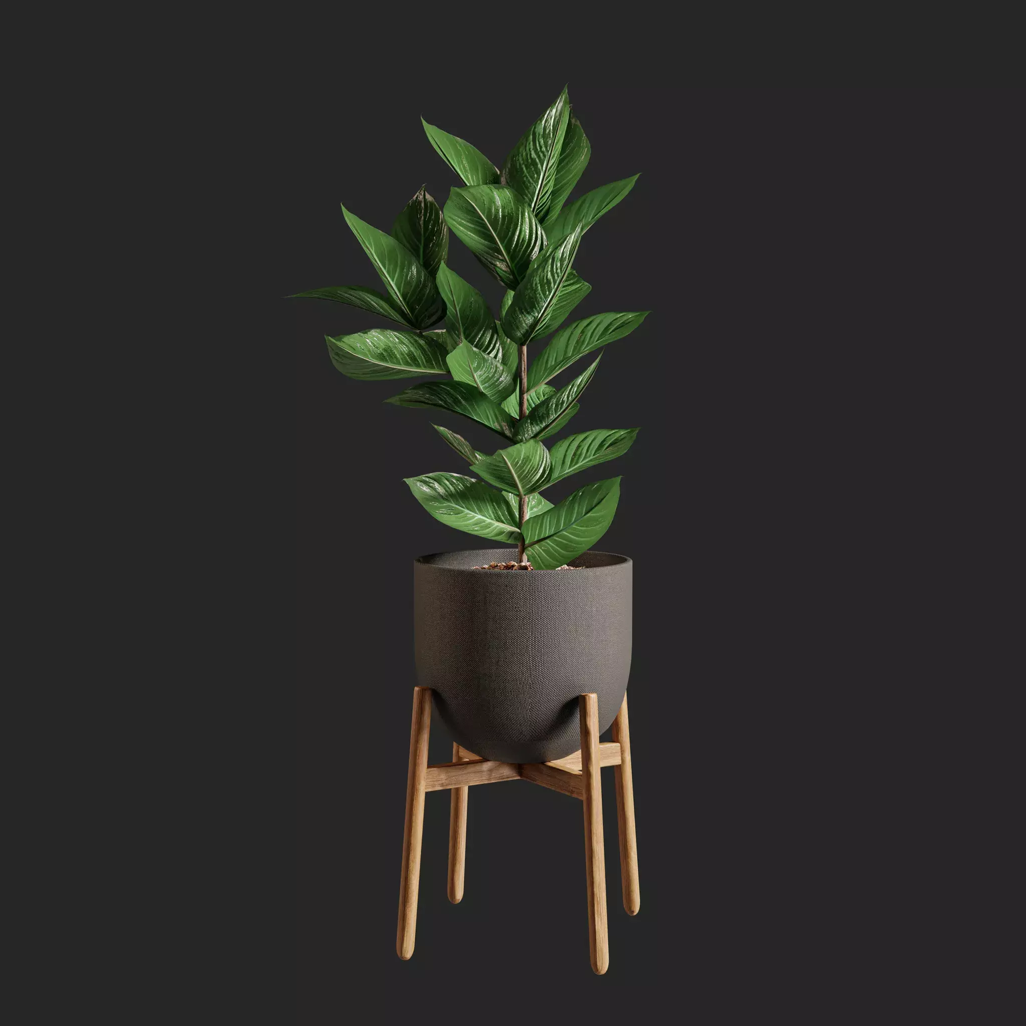 Plant free 3D model | CGTrader