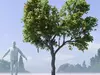 Orange Tree free 3D model | CGTrader