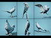 3D model Bird Collection V2 Low Poly Models VR / AR / low-poly | CGTrader