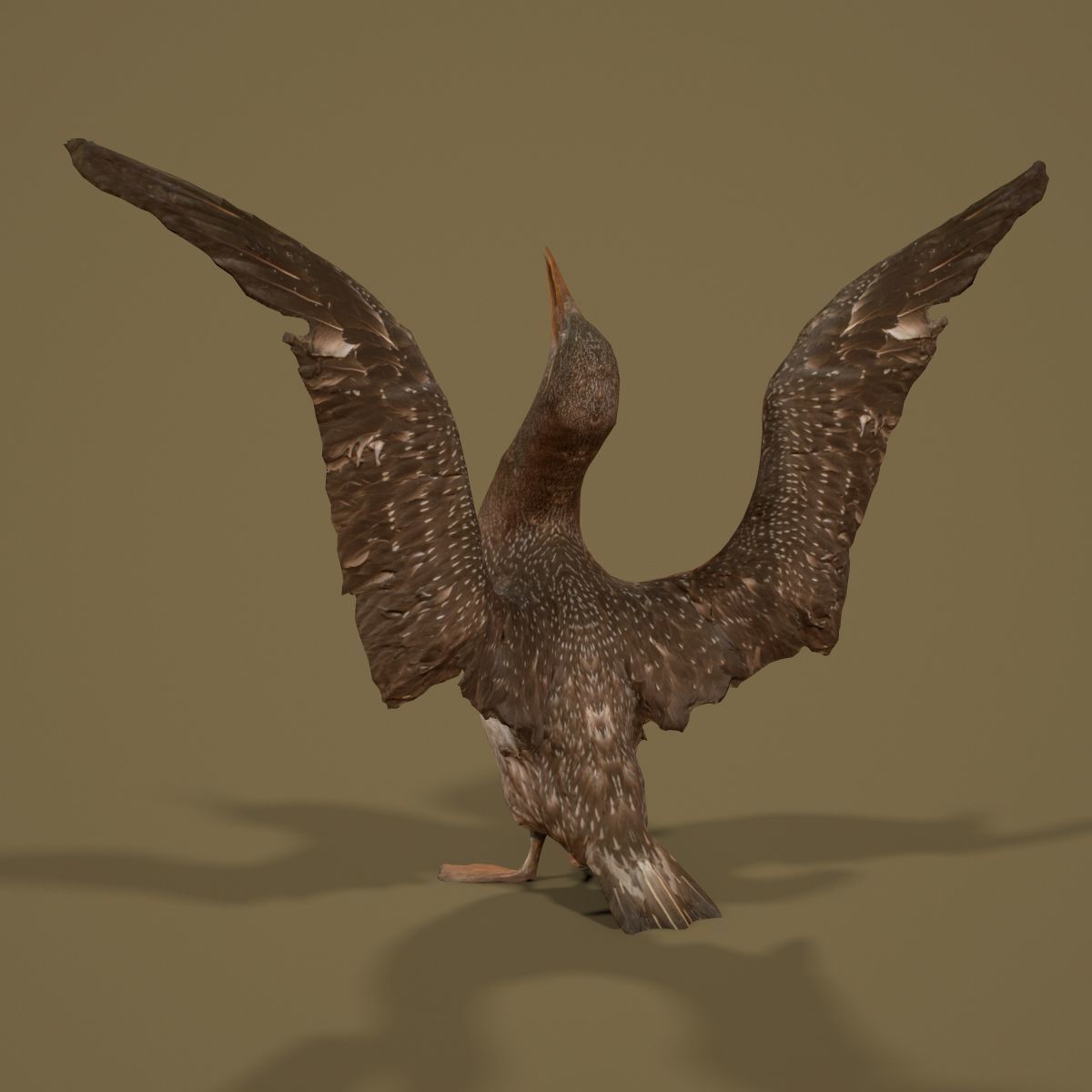 3D model Bird Photorealistic Posed VR / AR / low-poly | CGTrader