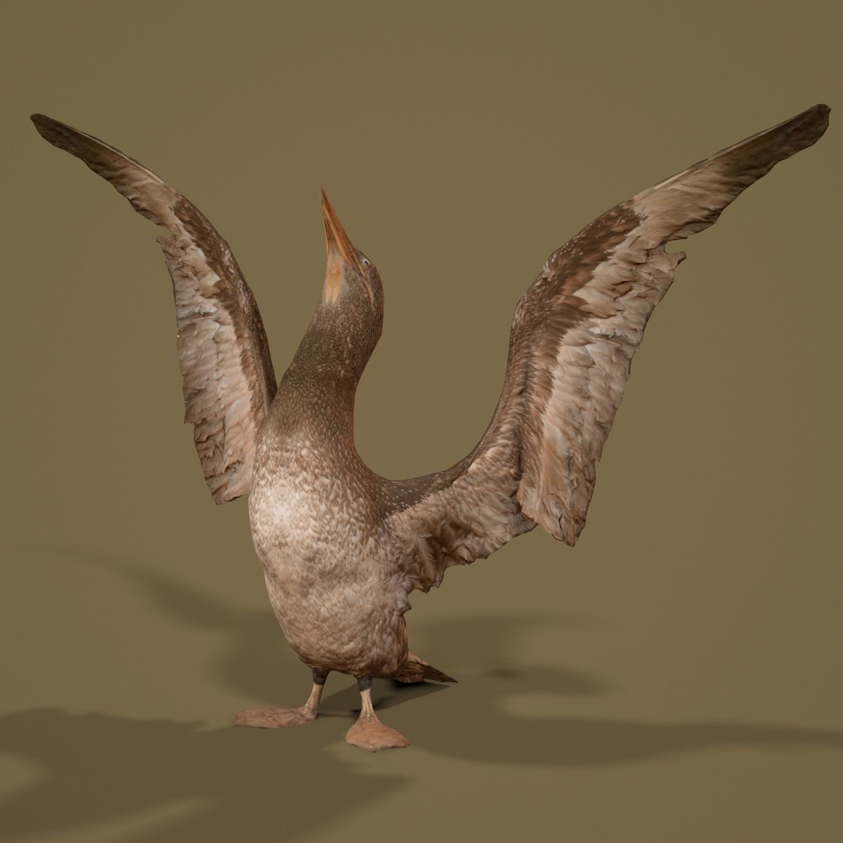 3D model Bird Photorealistic Posed VR / AR / low-poly | CGTrader