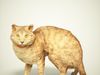 3D model Cat Photorealistic Posed VR / AR / low-poly | CGTrader