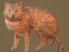 3D model Cat Photorealistic Posed VR / AR / low-poly | CGTrader