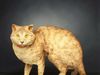 3D model Cat Photorealistic Posed VR / AR / low-poly | CGTrader