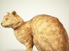 3D model Cat Photorealistic Posed VR / AR / low-poly | CGTrader