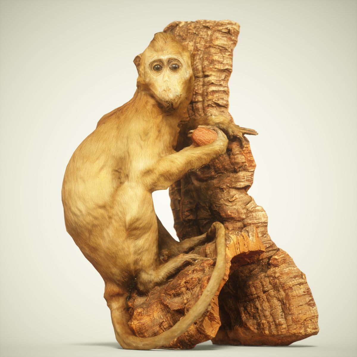 3D model Monkey Photorealistic Posed VR / AR / low-poly | CGTrader