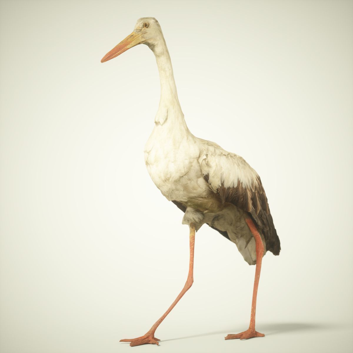 3D model Stork Photorealistic Posed VR / AR / low-poly | CGTrader