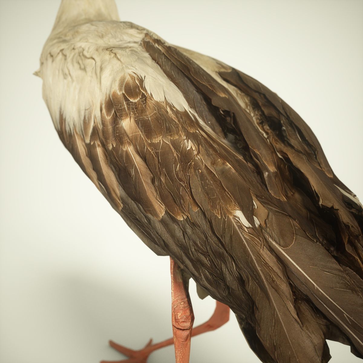 3D model Stork Photorealistic Posed VR / AR / low-poly | CGTrader