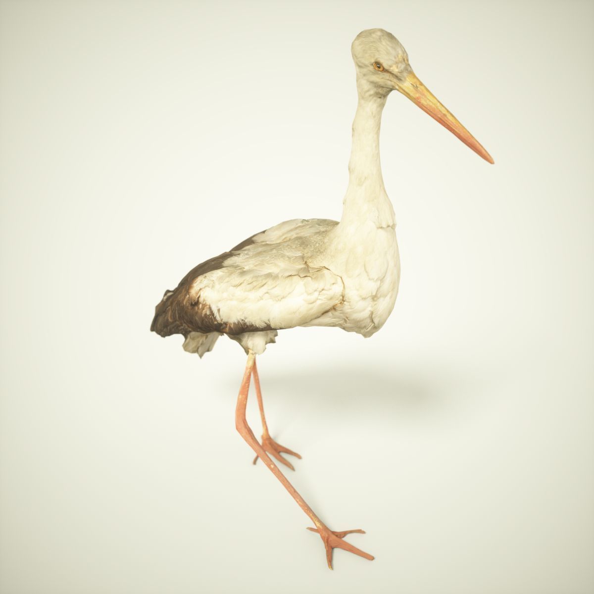 3D model Stork Photorealistic Posed VR / AR / low-poly | CGTrader