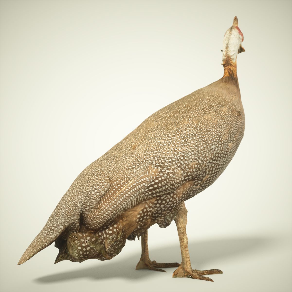 3D model 9 Birds Collection V1 VR / AR / low-poly | CGTrader