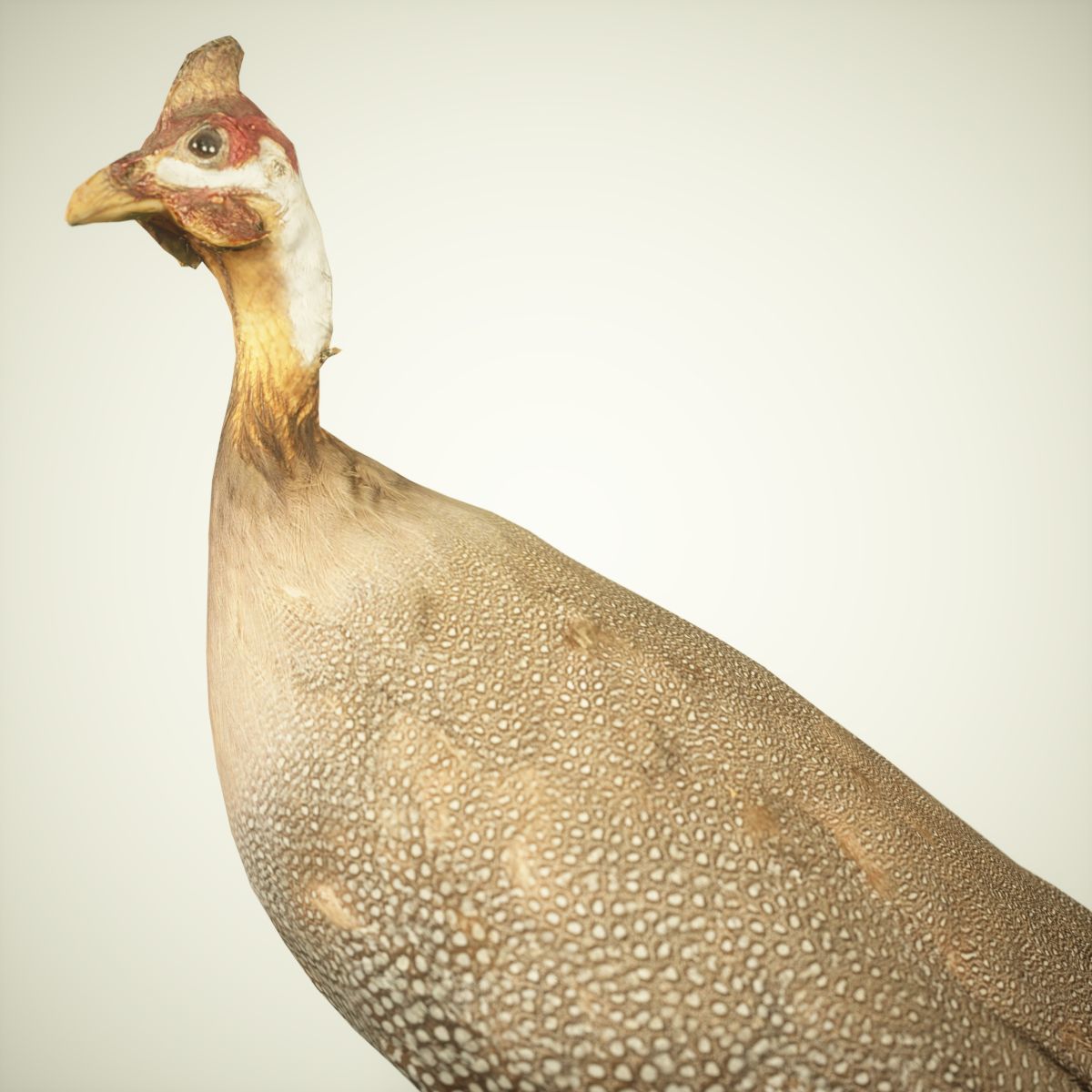 3D model 9 Birds Collection V1 VR / AR / low-poly | CGTrader